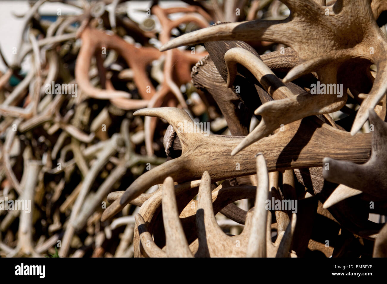 A large stockpile of antlers, mostly from Red Deer outside a craftsman ...