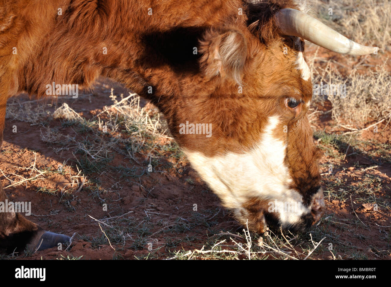 Arizona desert cows hi-res stock photography and images - Alamy
