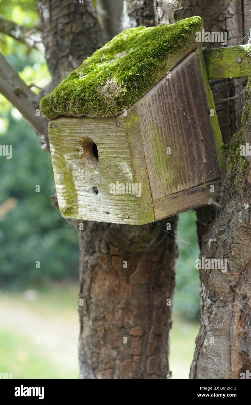 Nest box with moss roof Stock Photo - Alamy