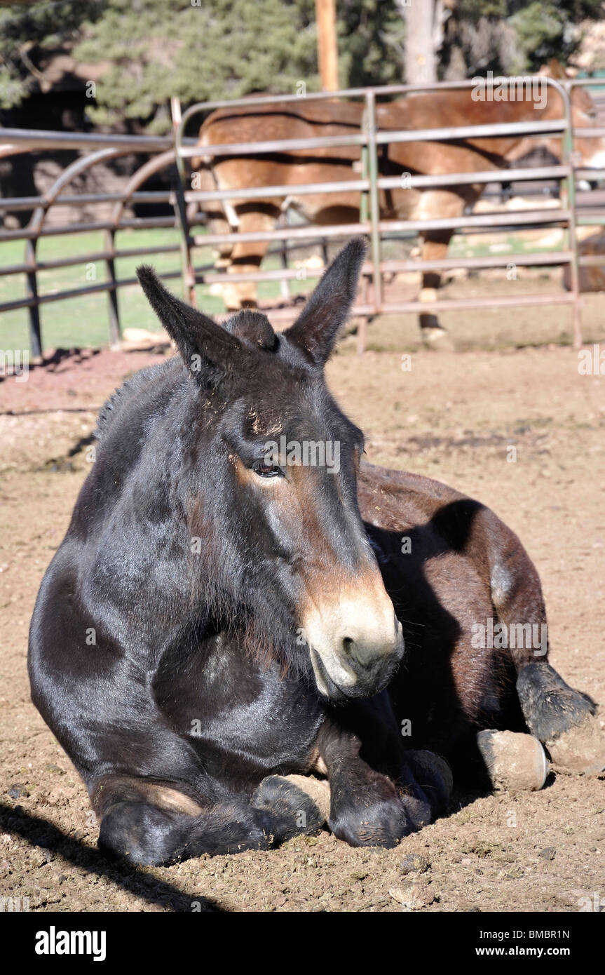 Mule, Grand Canyon, Arizona, USA Stock Photo - Alamy