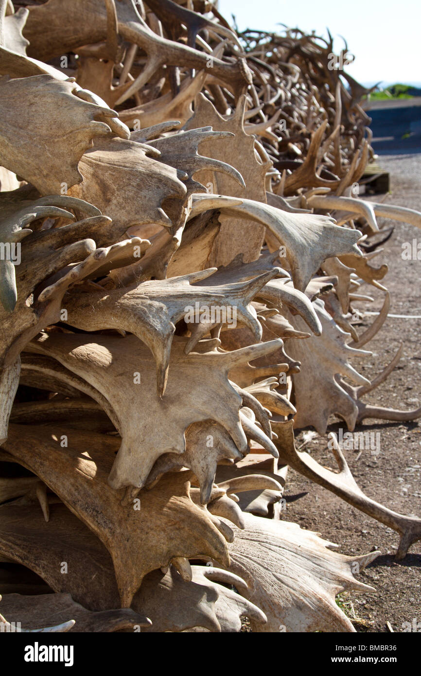 A stockpile of various antlers at a craftsman's workshop in Scotland ...