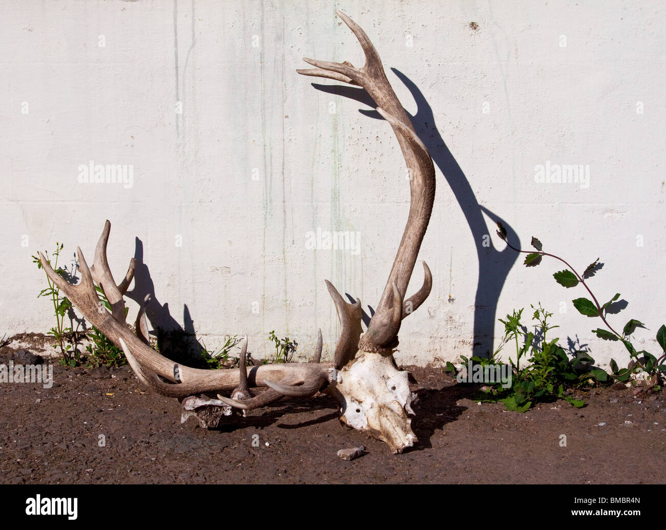 A red deer skull & antlers in East Lothian , Scotland Stock Photo - Alamy