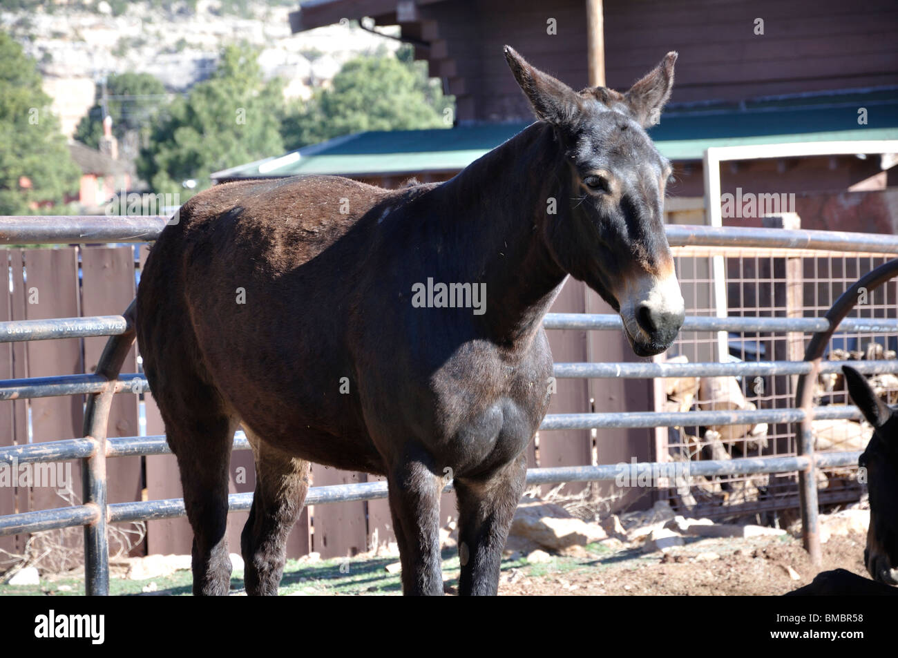Mule, Grand Canyon, Arizona, USA Stock Photo - Alamy