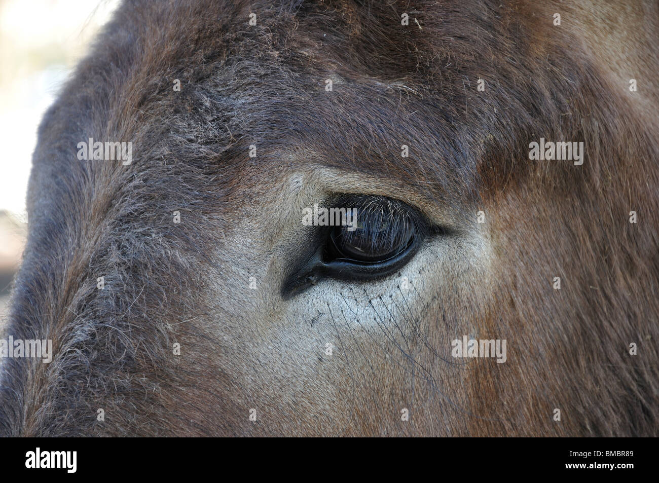 Mules eye hi-res stock photography and images - Alamy