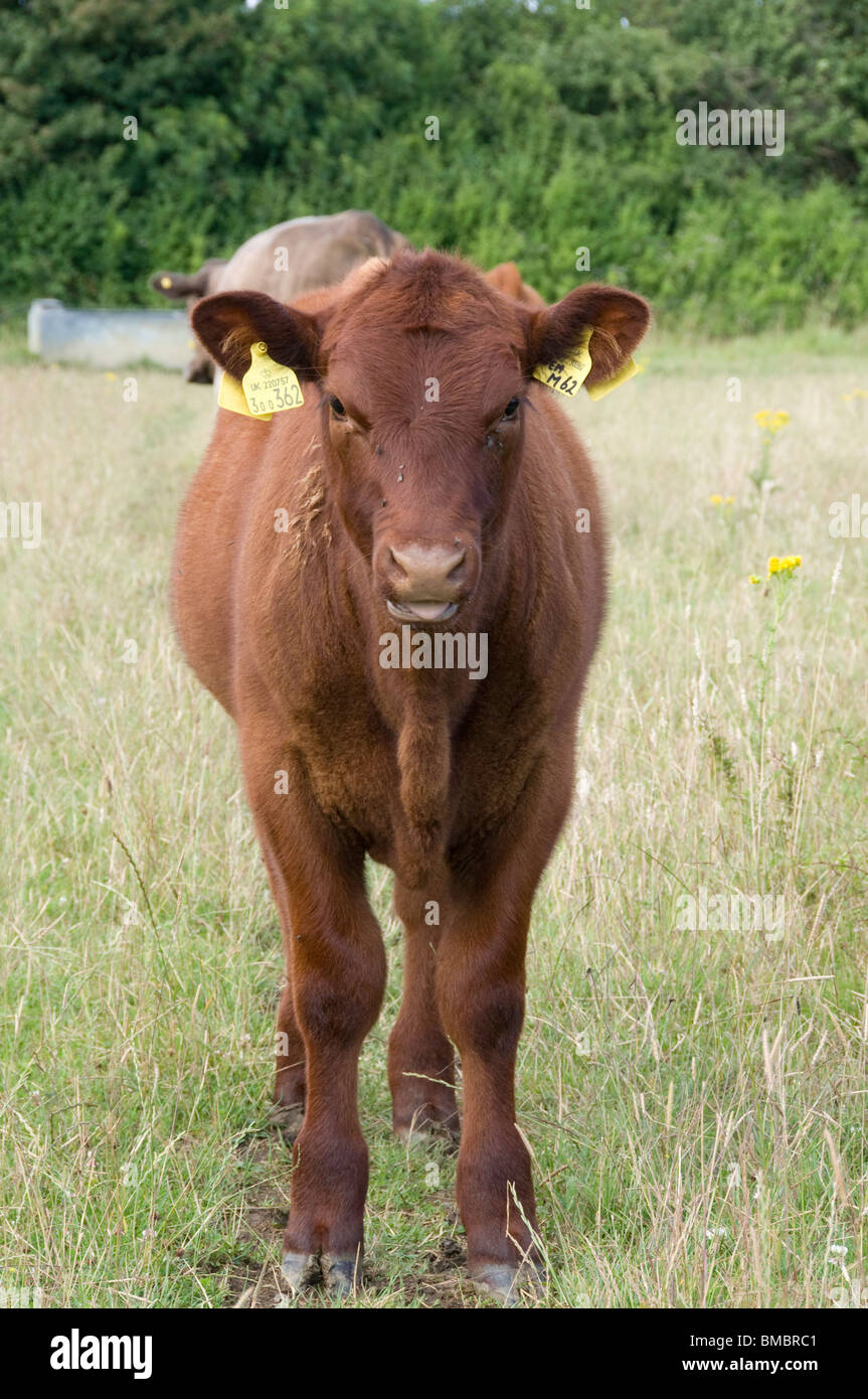 Lincoln red hi-res stock photography and images - Alamy