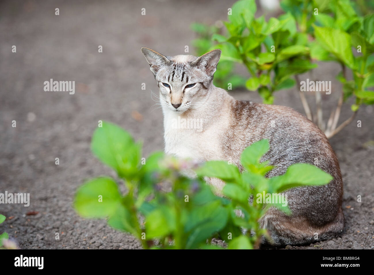 Seal tabby point siamese pure breed cat in the garden Stock Photo - Alamy