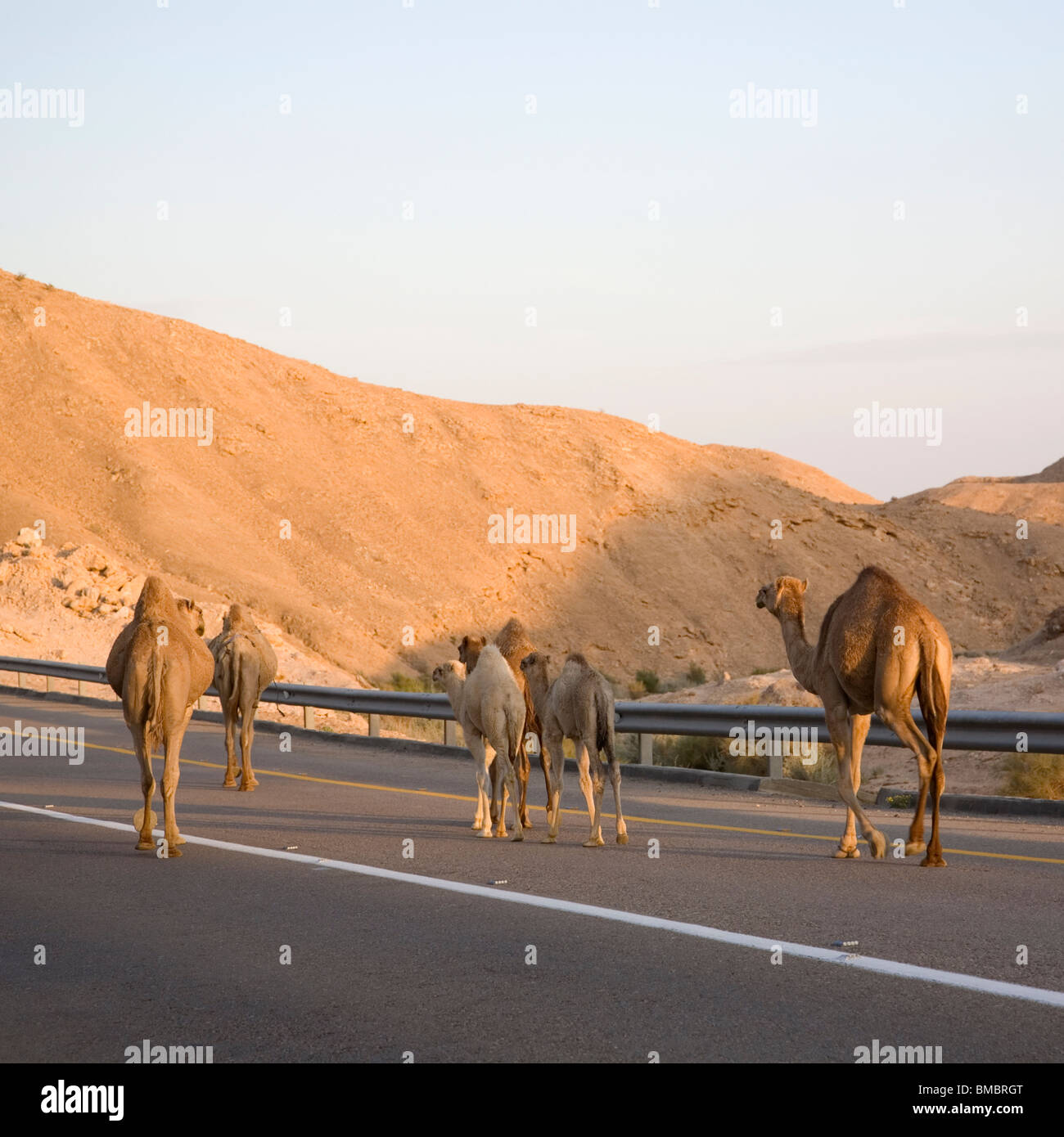Holy land camels hi-res stock photography and images - Alamy