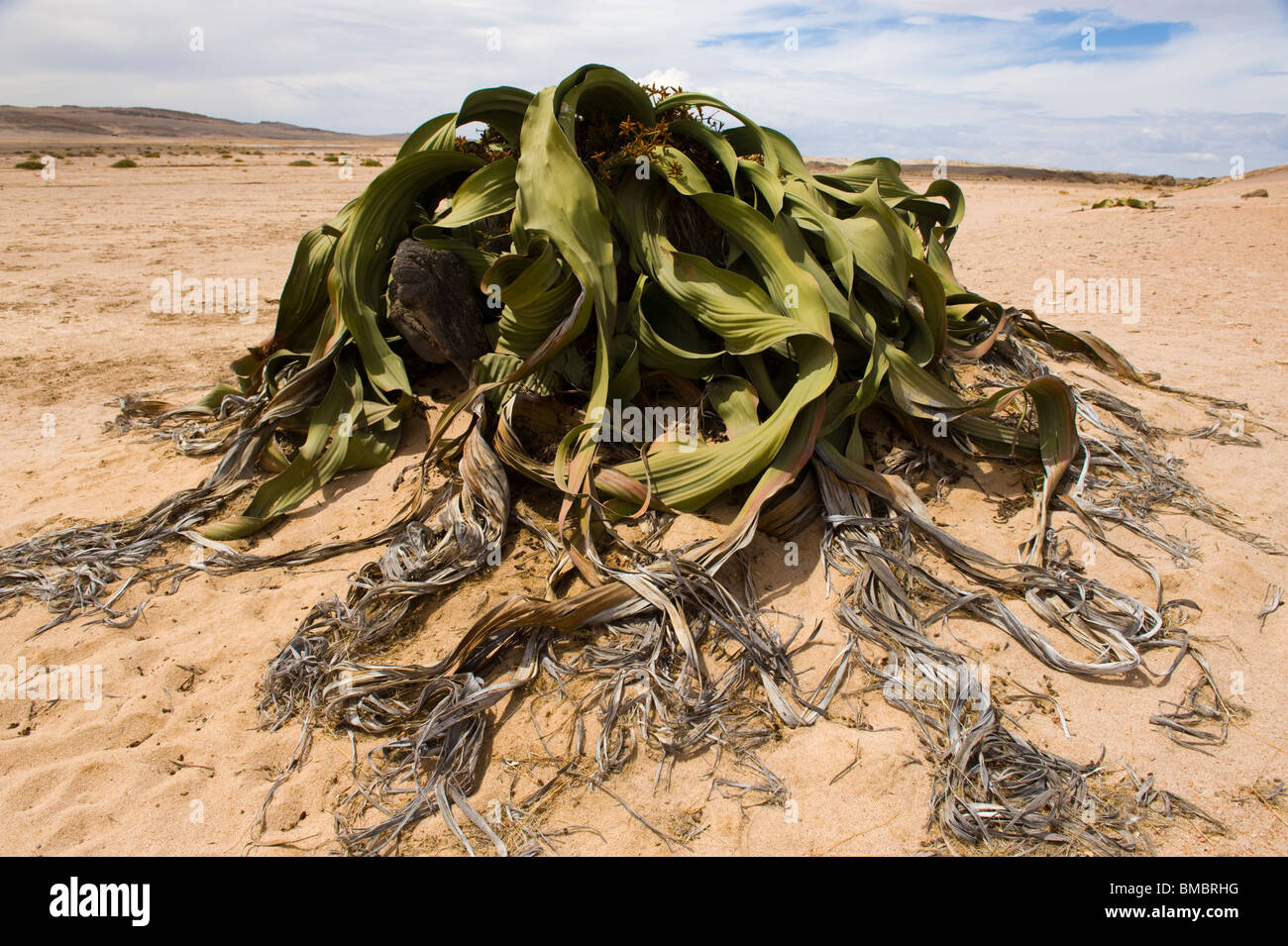 Welwitschia mirabilis in the Namib desert, Namibia Stock Photo - Alamy