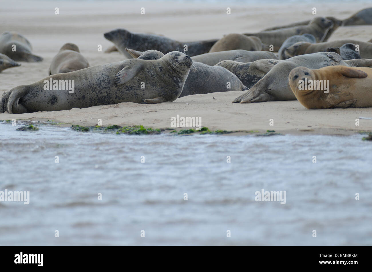 Common Seals on Blakeney Point Norfolk Stock Photo - Alamy