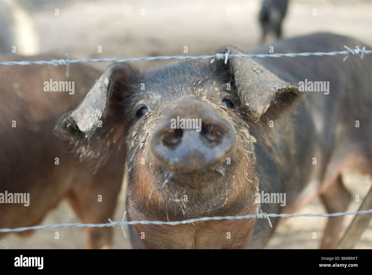 Cerdos cerdos cerdos cerdos cerdos cerdos hi-res stock photography and ...