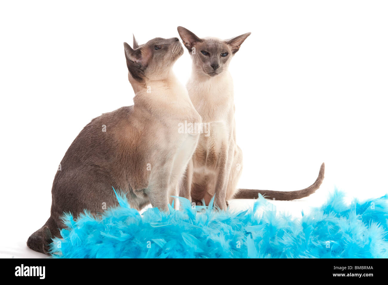 Two siamese cats with blue feathers isolated over white Stock Photo - Alamy