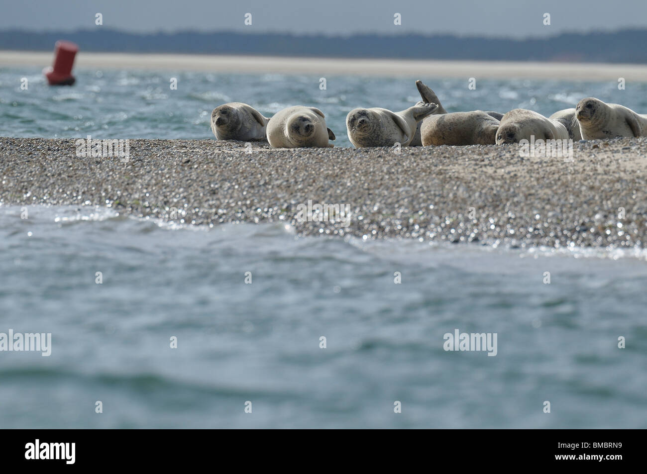 Sunlit seals hi-res stock photography and images - Alamy