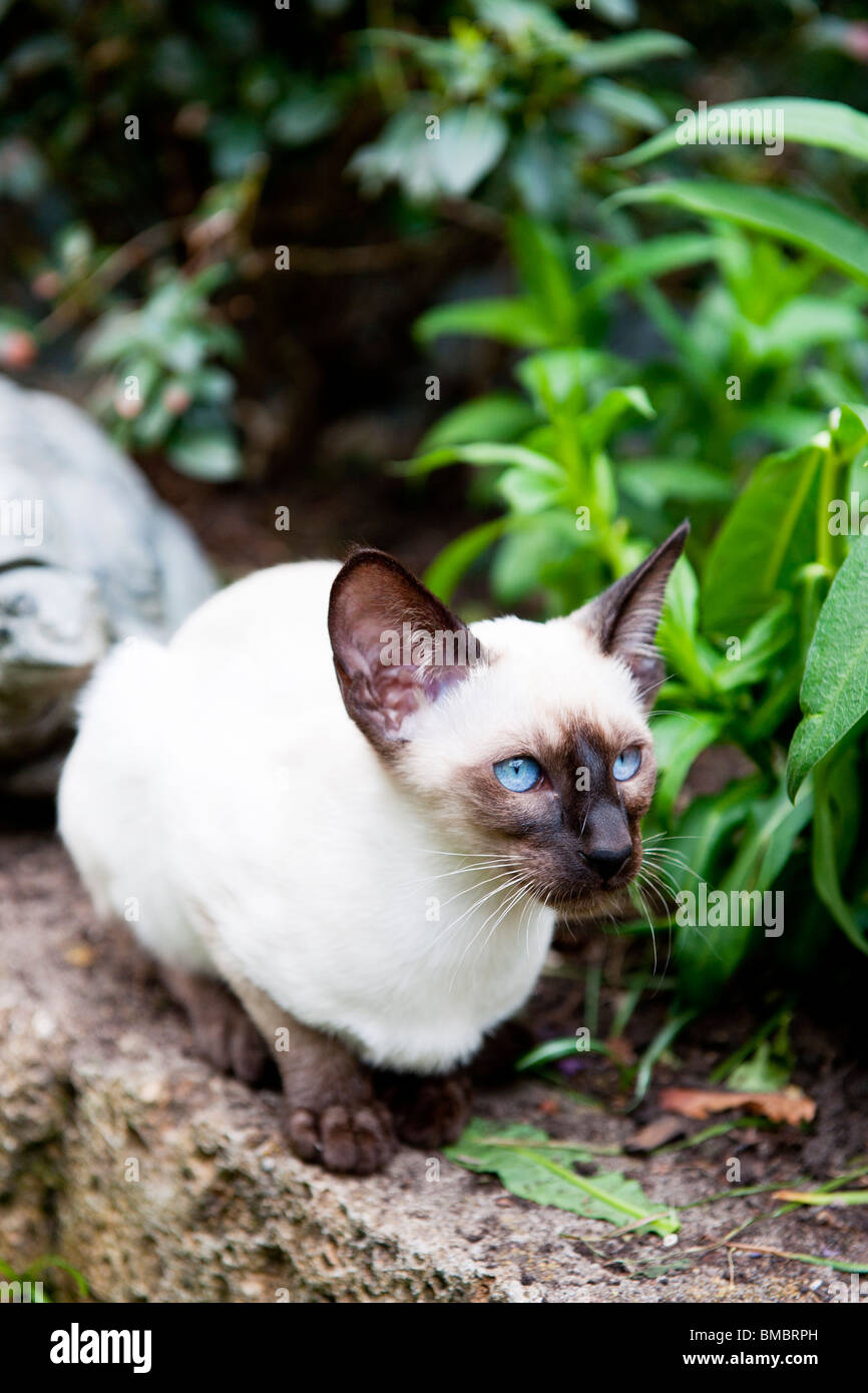 Young siamese cat garden hi-res stock photography and images - Alamy