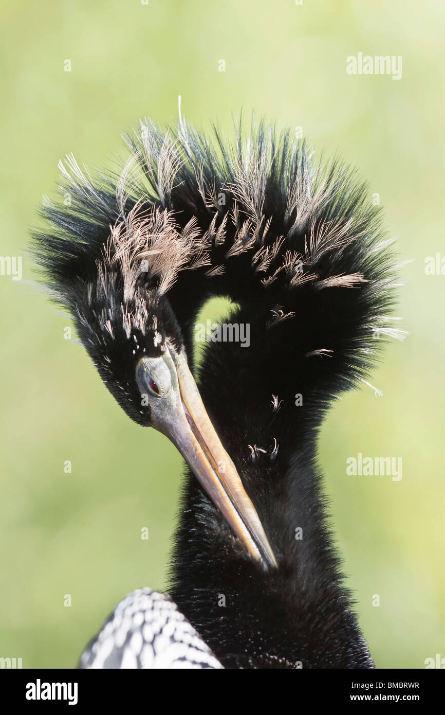 Adult anhinga hi-res stock photography and images - Alamy