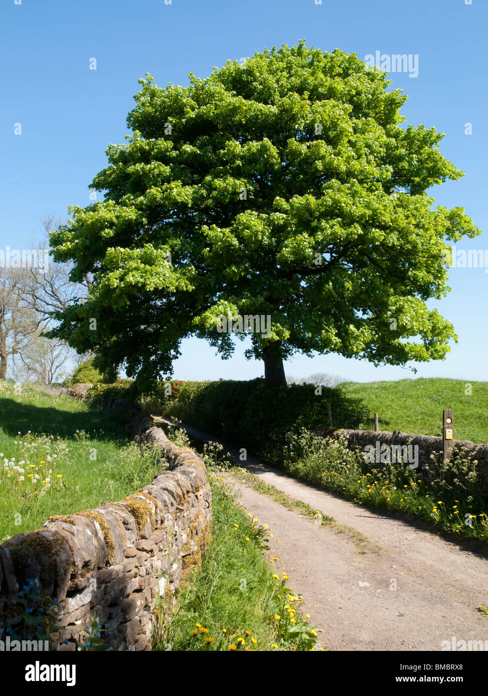 Butterton hi-res stock photography and images - Alamy