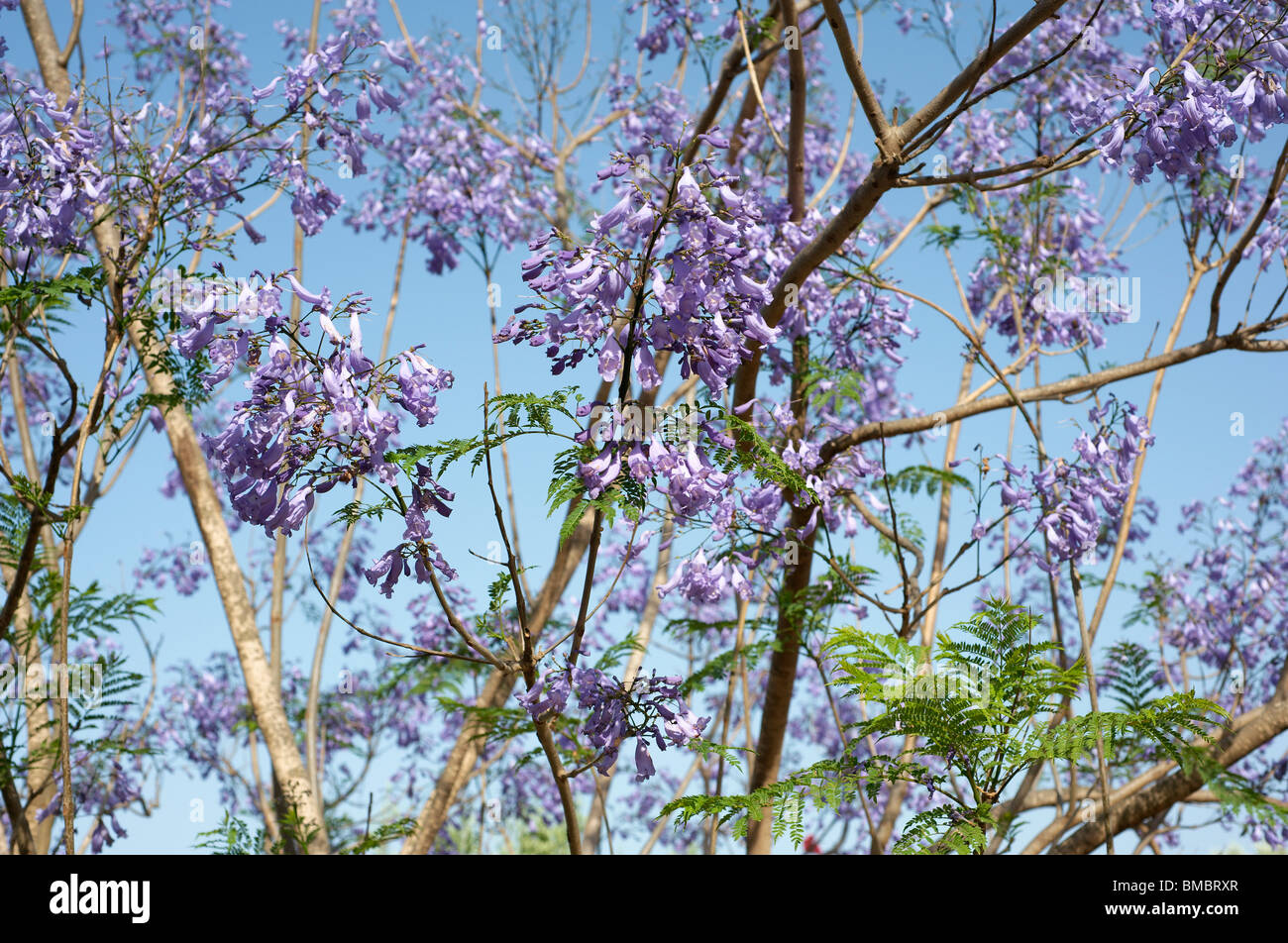 Jacaranda In Bloom High Resolution Stock Photography and Images - Alamy