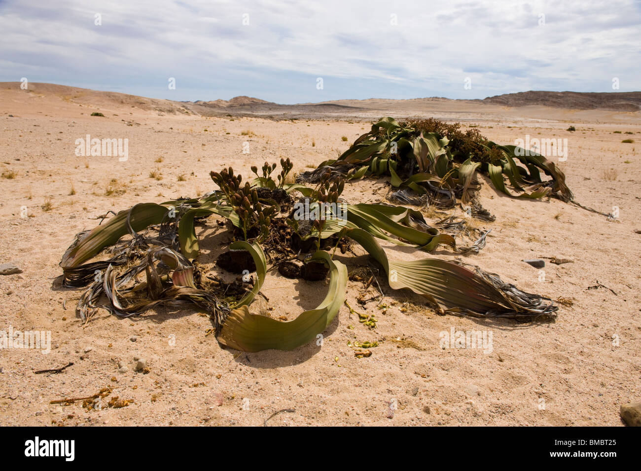 Welwitschia mirabilis in the Namib desert, Namibia Stock Photo - Alamy