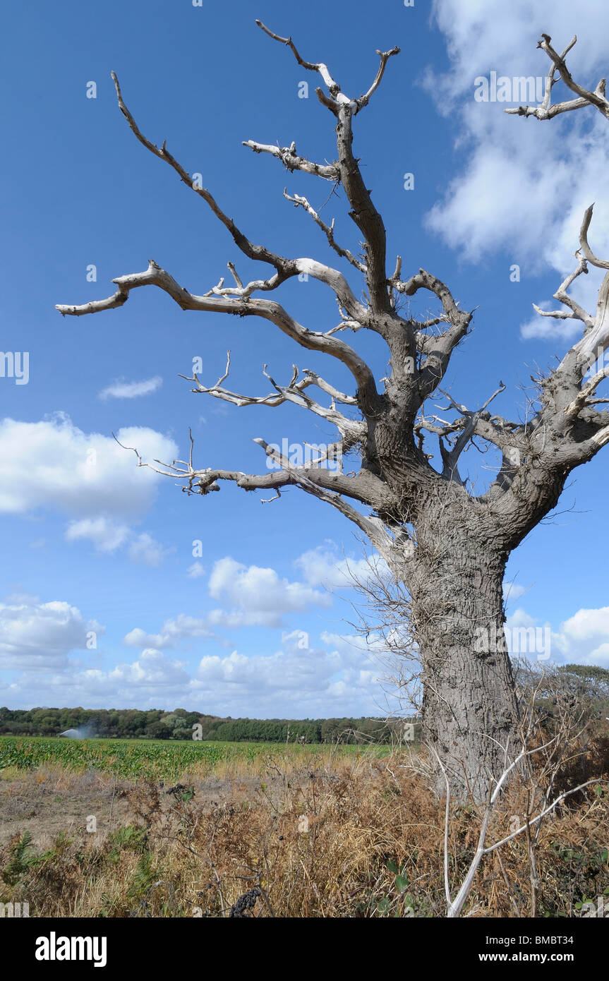Dead tree on suffolk coast Stock Photo - Alamy
