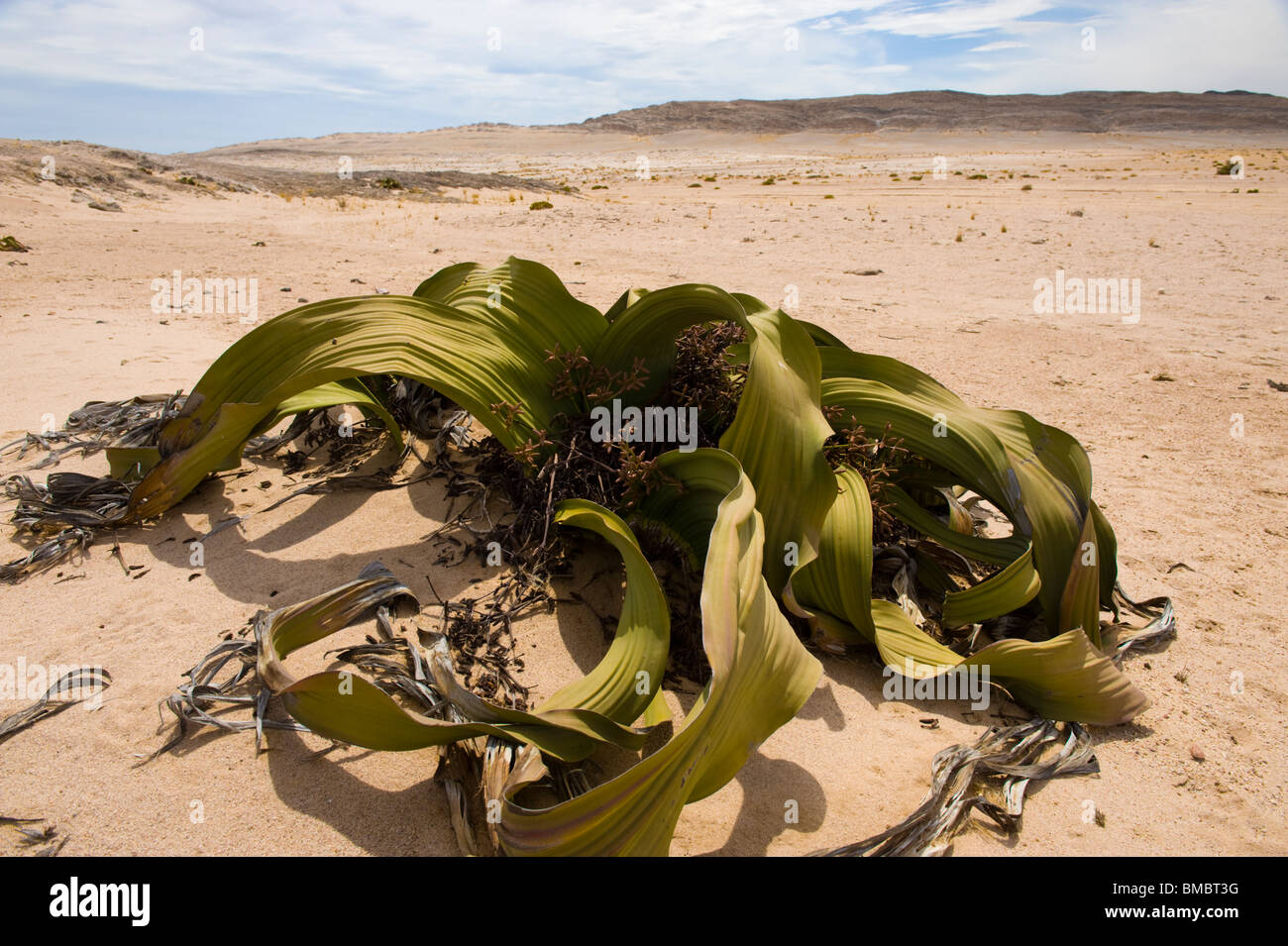 Welwitschia mirabilis namibia namib hi-res stock photography and images ...