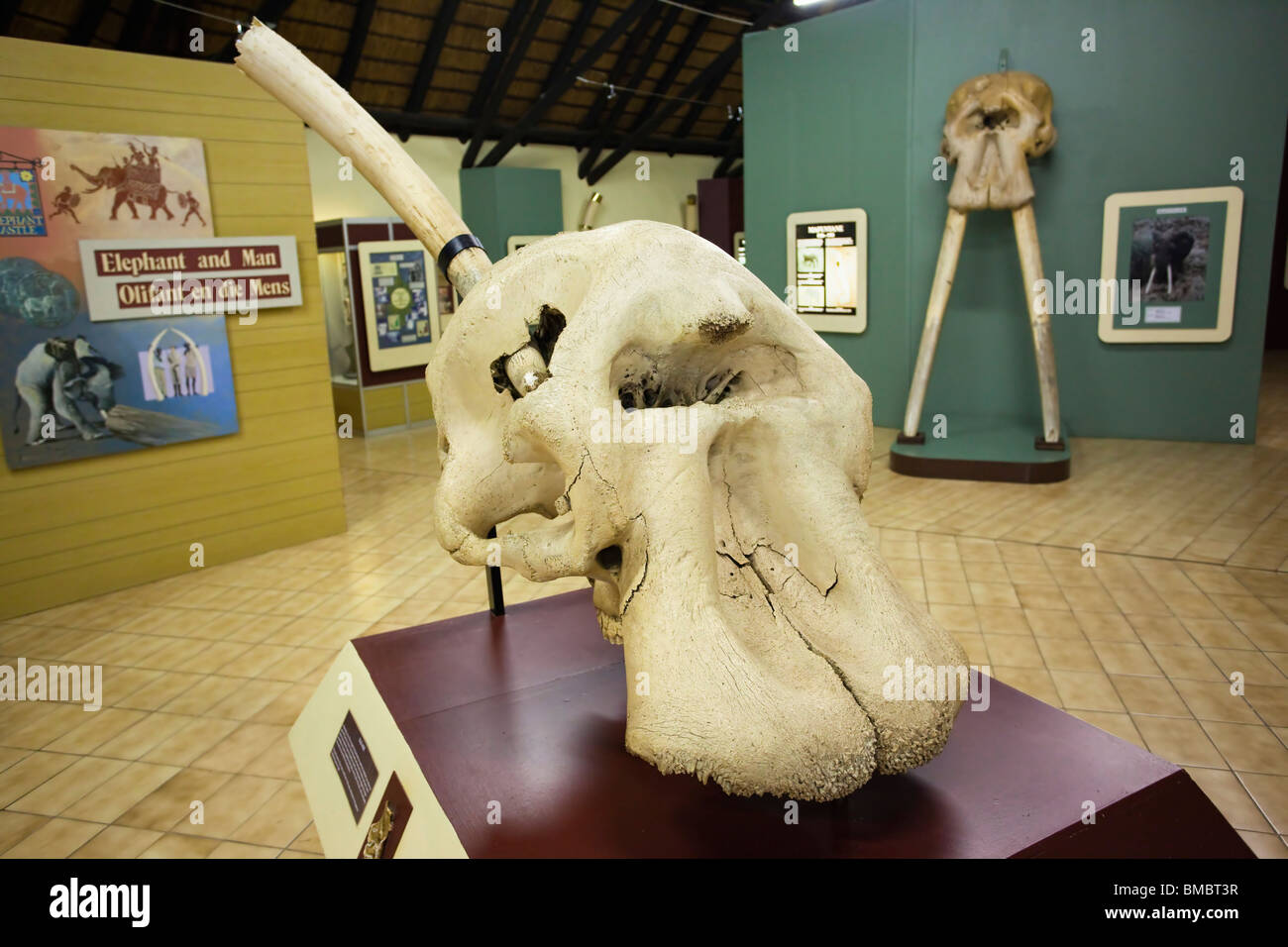 Elephant museum, Letaba camp, Kruger national park, South Africa Stock ...