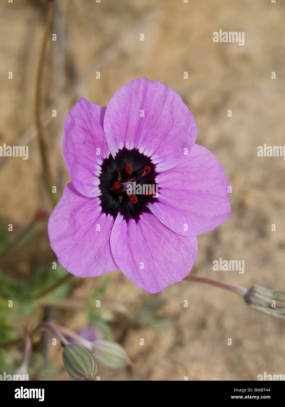 Purple flower in the Atlas Mountains Morocco Stock Photo - Alamy