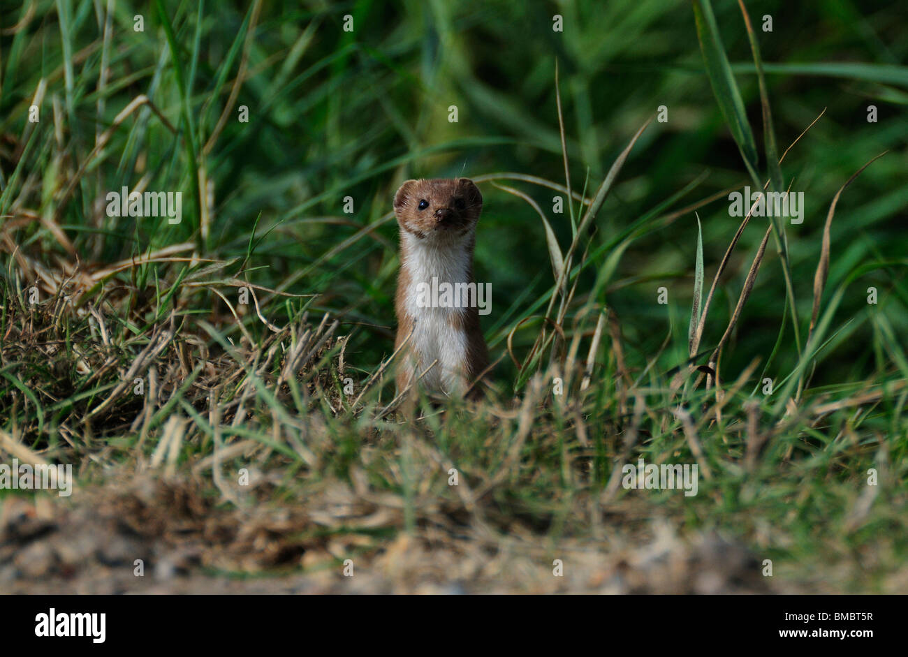 Weasel peering through grass Stock Photo - Alamy