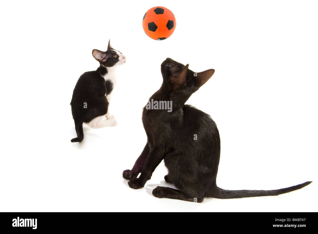Siamese cats hi-res stock photography and images - Alamy