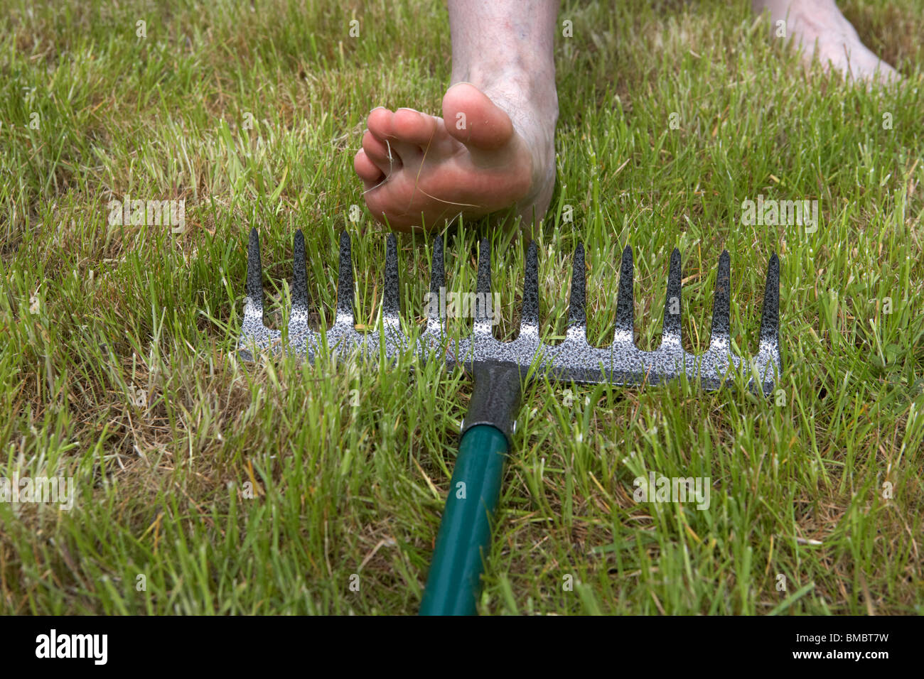 man walking with bare feet on upturned garden rake lying discarded in ...