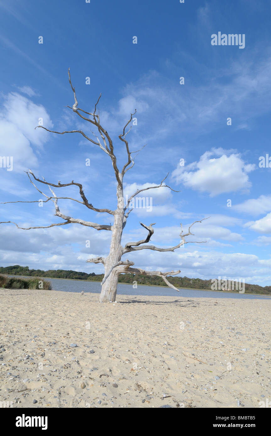 Dead tree on the beach Stock Photo - Alamy