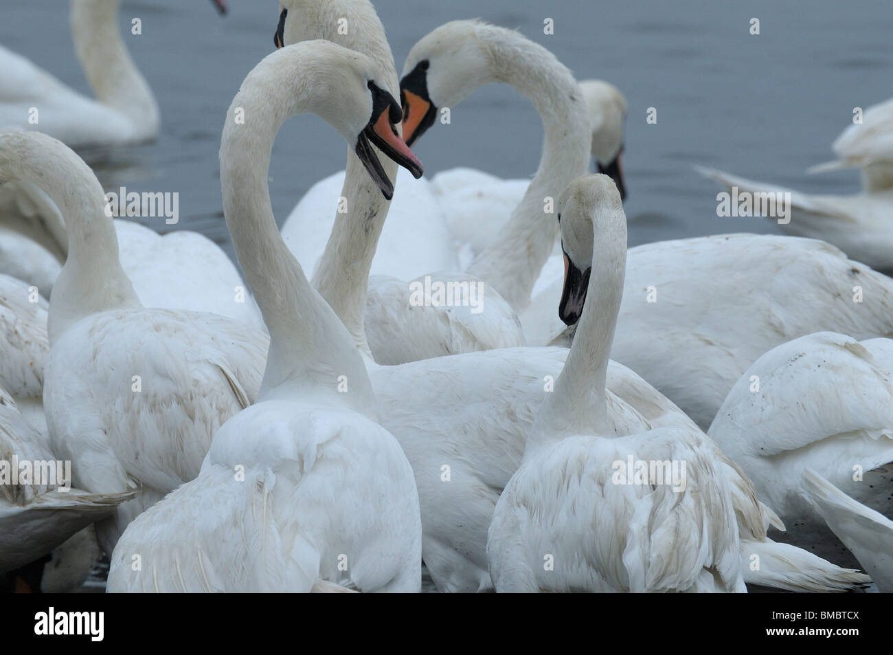Group Of Swans High Resolution Stock Photography and Images - Alamy