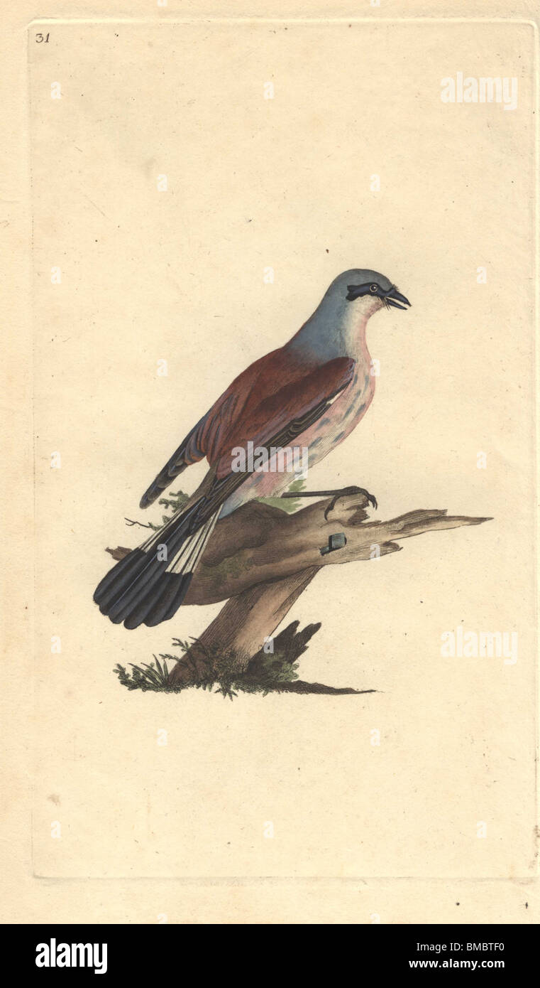 Red-backed shrike, butcher bird or flusher with blue, pink and rust ...
