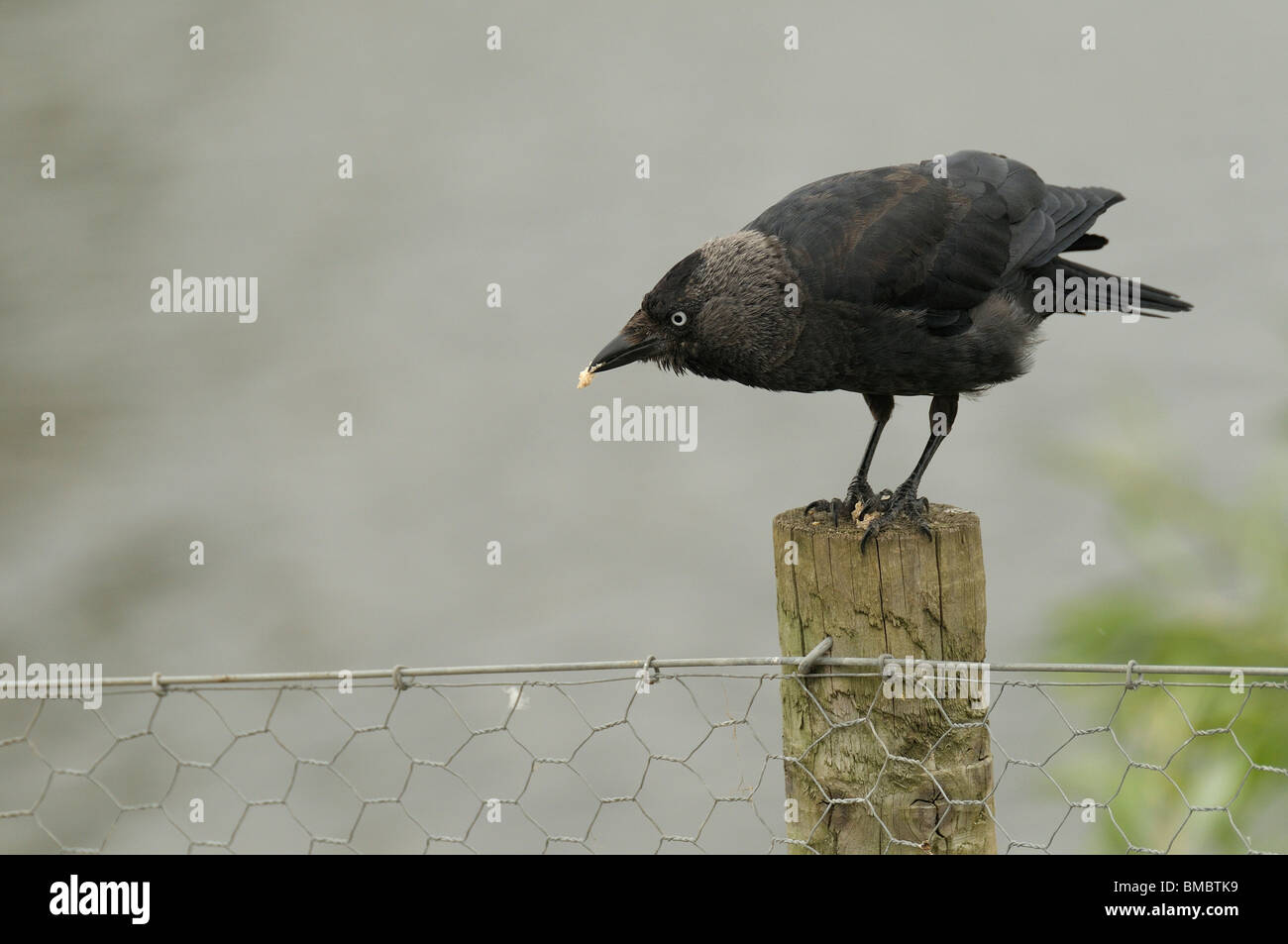 Jackdaw with food Stock Photo - Alamy