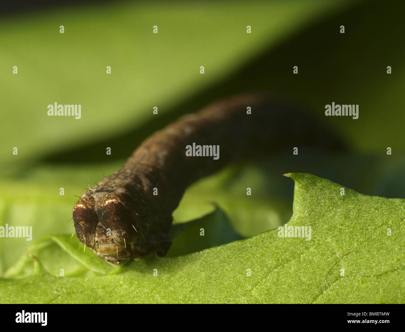 Measuring worm hi-res stock photography and images - Alamy