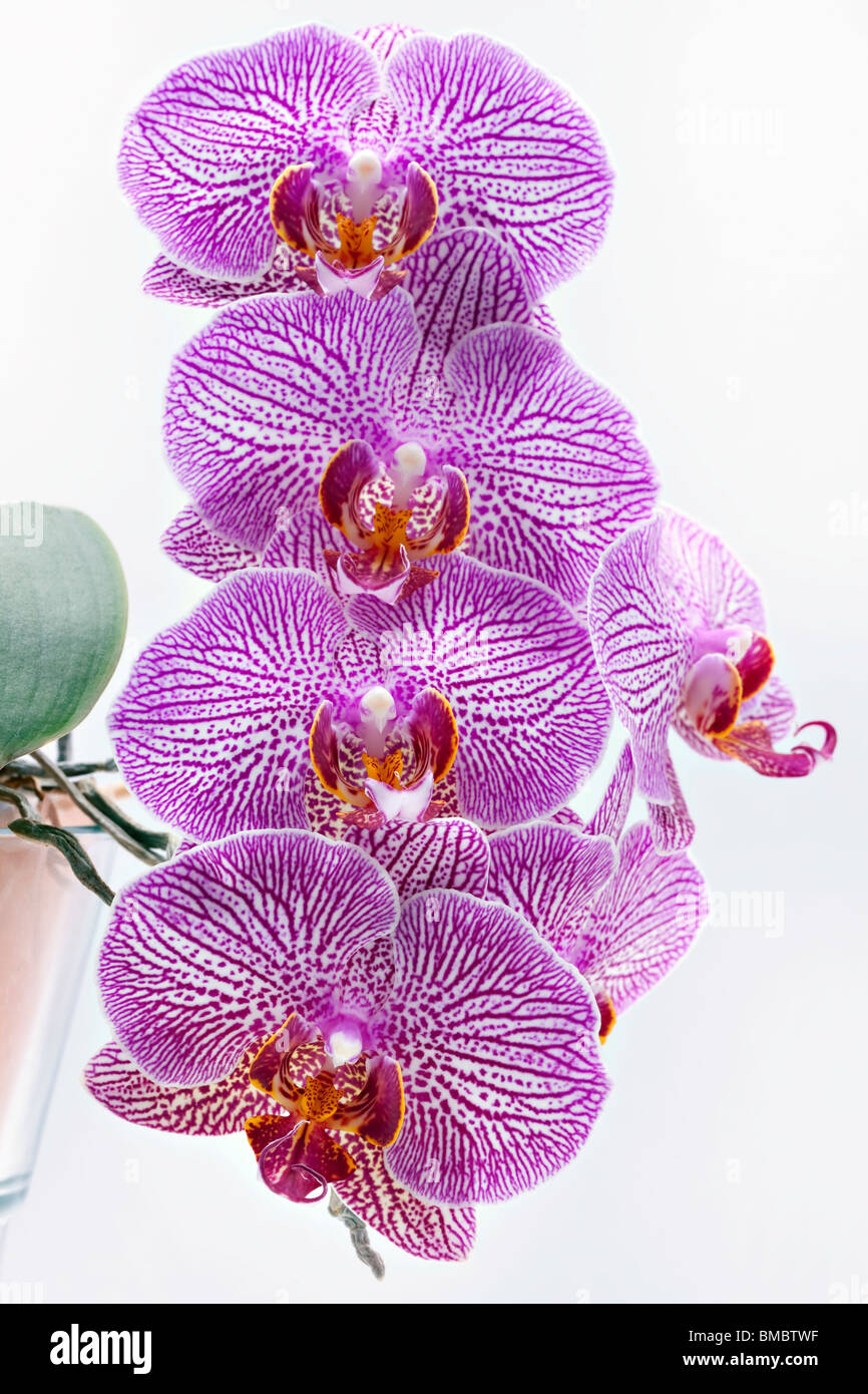 colorful orchid isolated on white Stock Photo - Alamy
