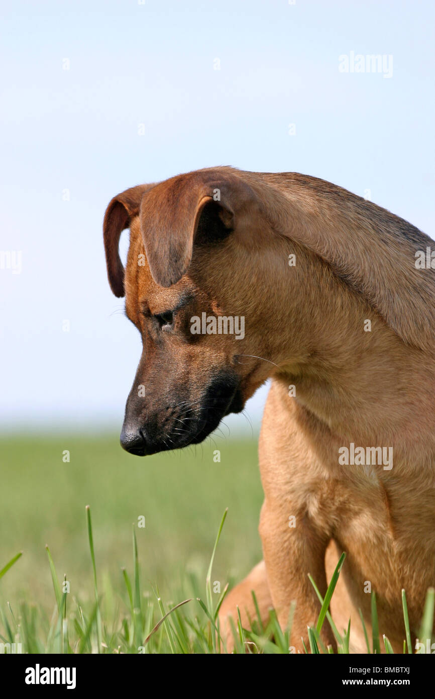 Mischling / dog Stock Photo - Alamy