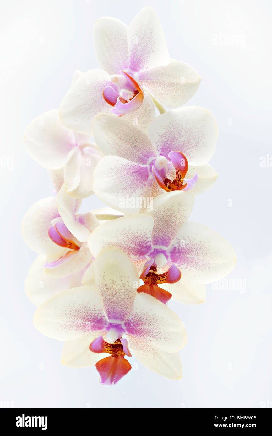 colorful orchid isolated on white Stock Photo - Alamy