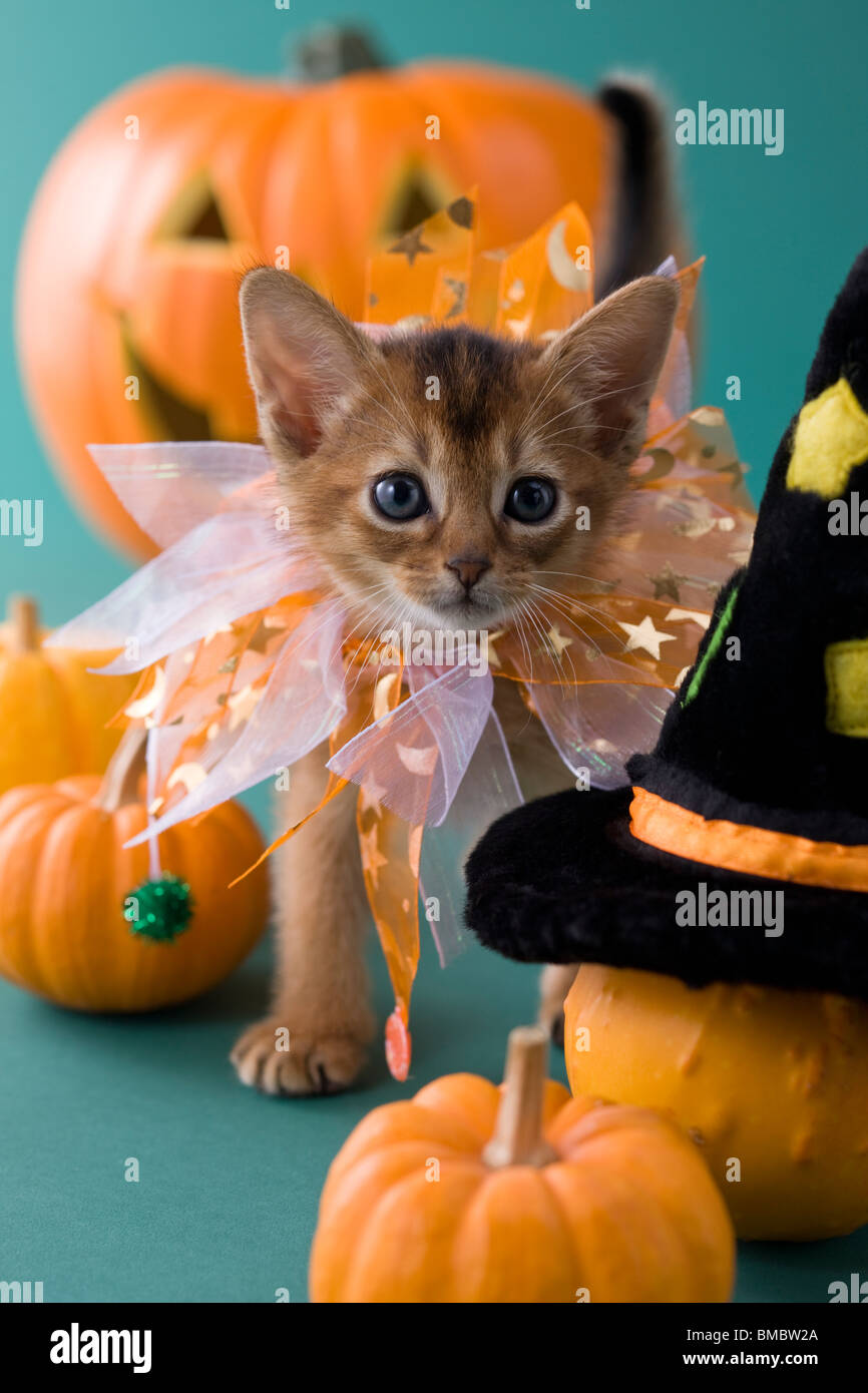 Angry Cats In Halloween Costumes