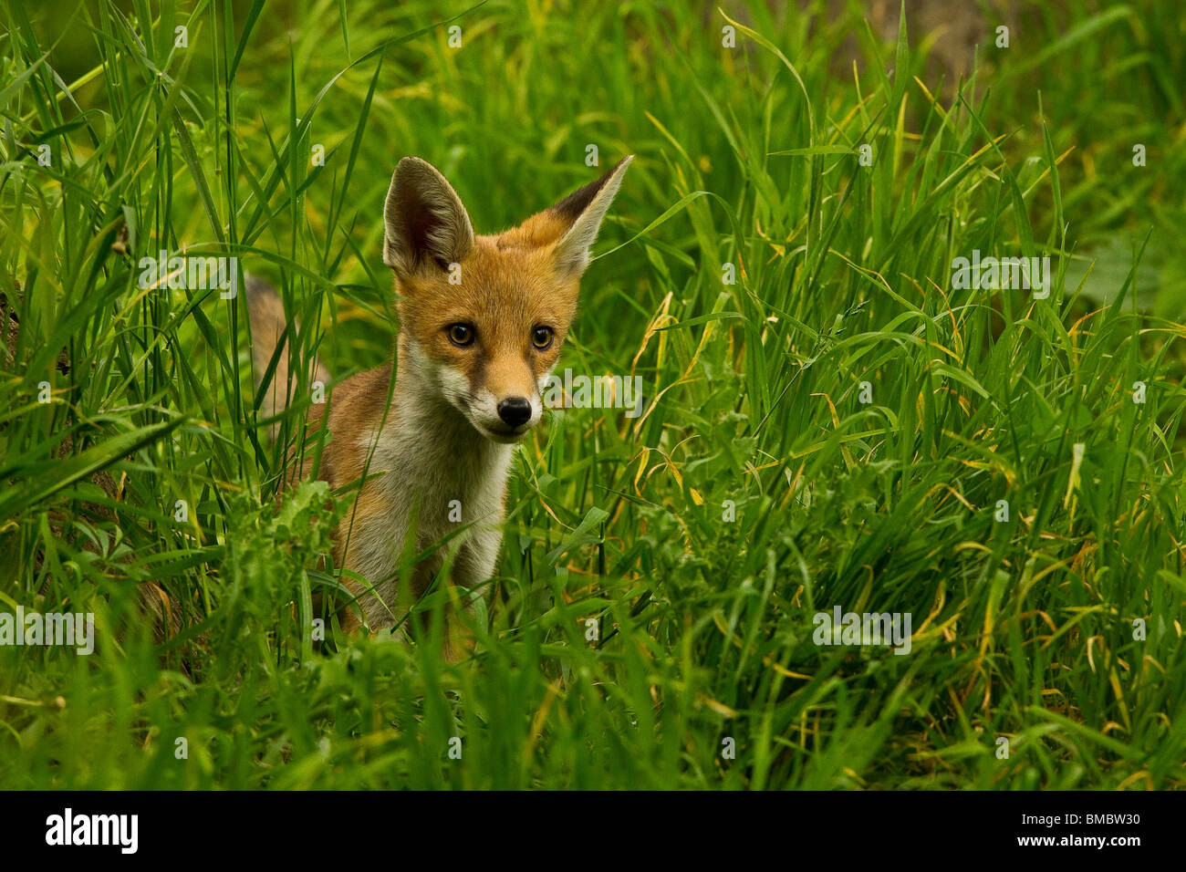 Red Fox (Vulpes vulpes) Cub in Long Grass In British Woodland Stock ...