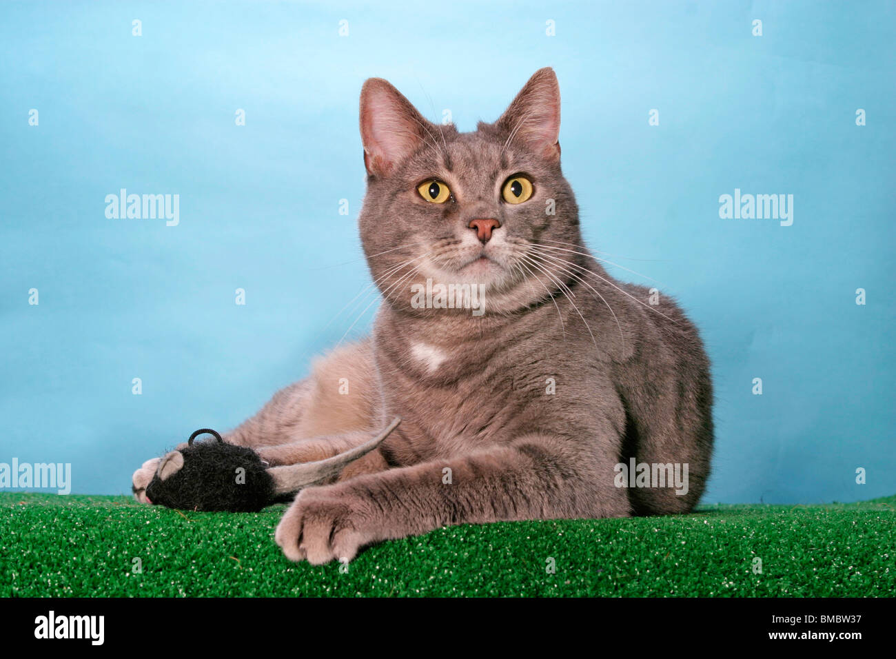 liegende Katze / lying cat Stock Photo - Alamy