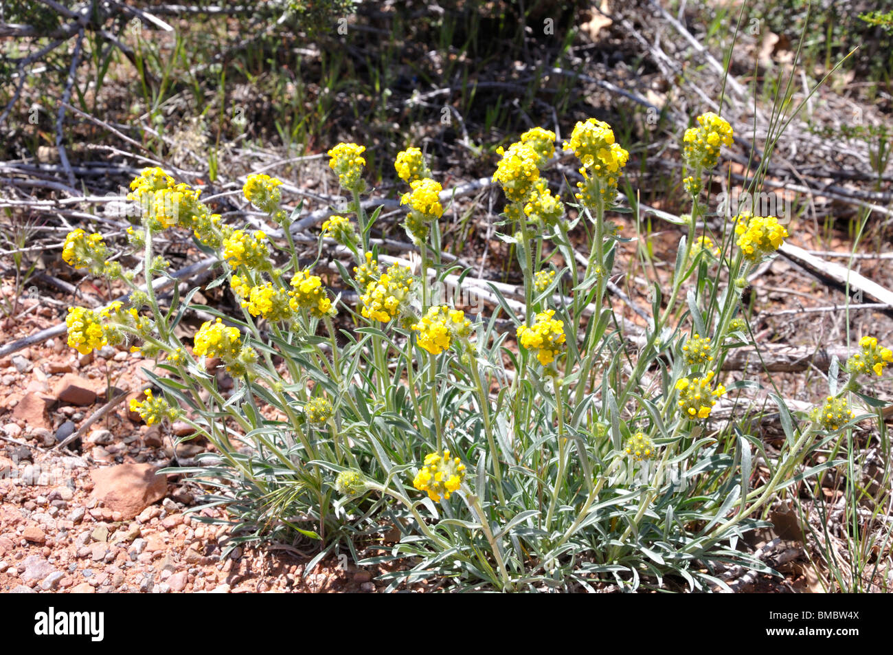Canyonlands Biscuitroot (Canyonlands Lomatium; Arches Biscuitroot ...