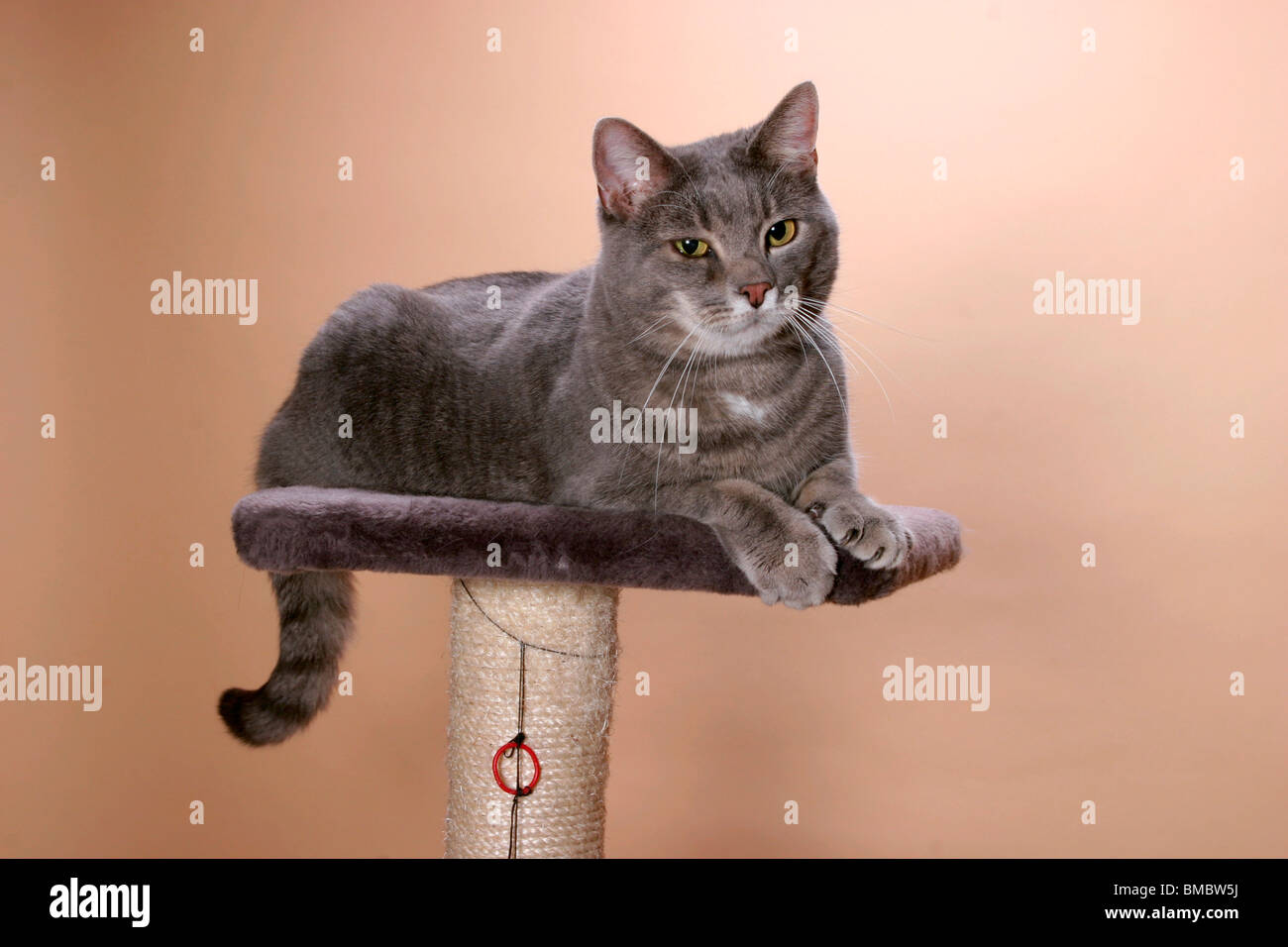 liegende Katze / lying cat Stock Photo - Alamy