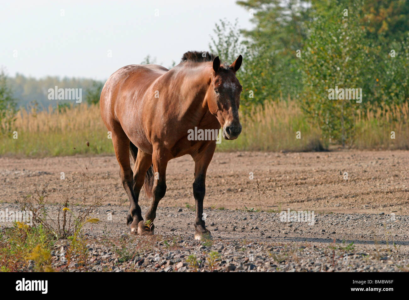 braunes Pferd / brown horse Stock Photo - Alamy