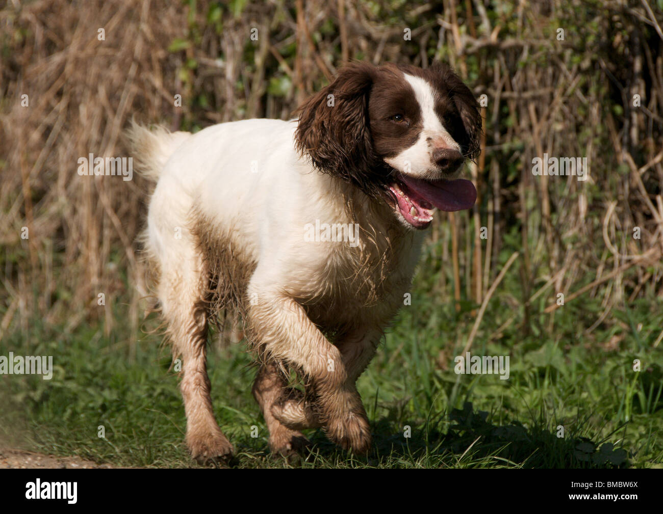 Dog running spaniel hi-res stock photography and images - Alamy