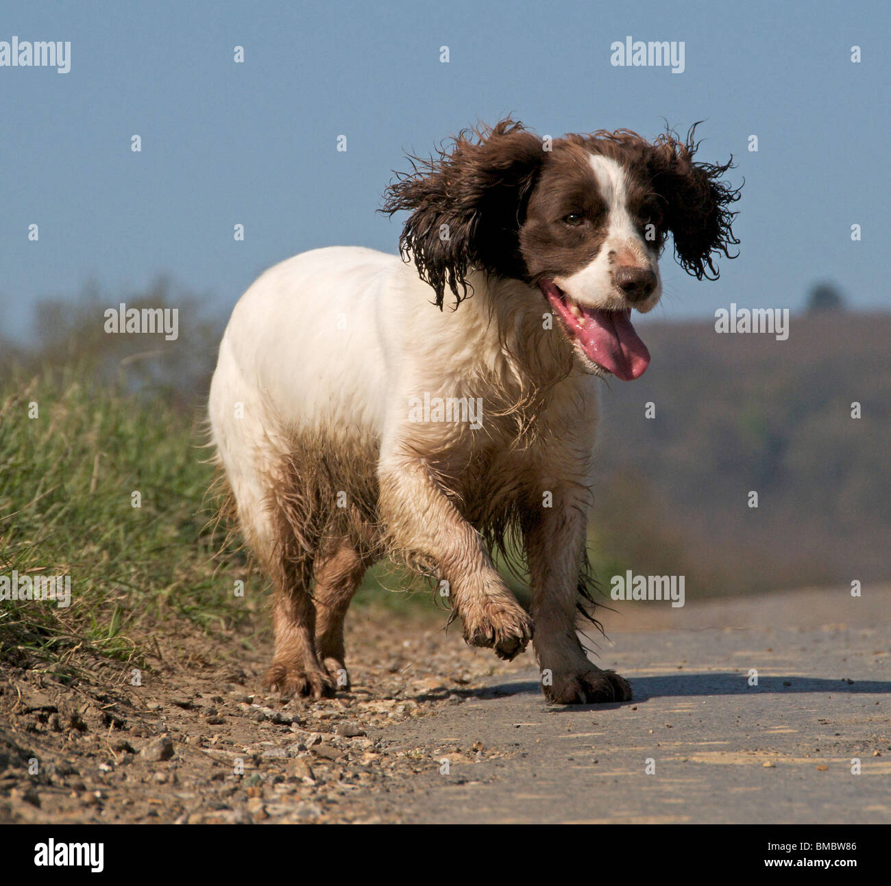 A working English Springer Spaniel dog Stock Photo - Alamy