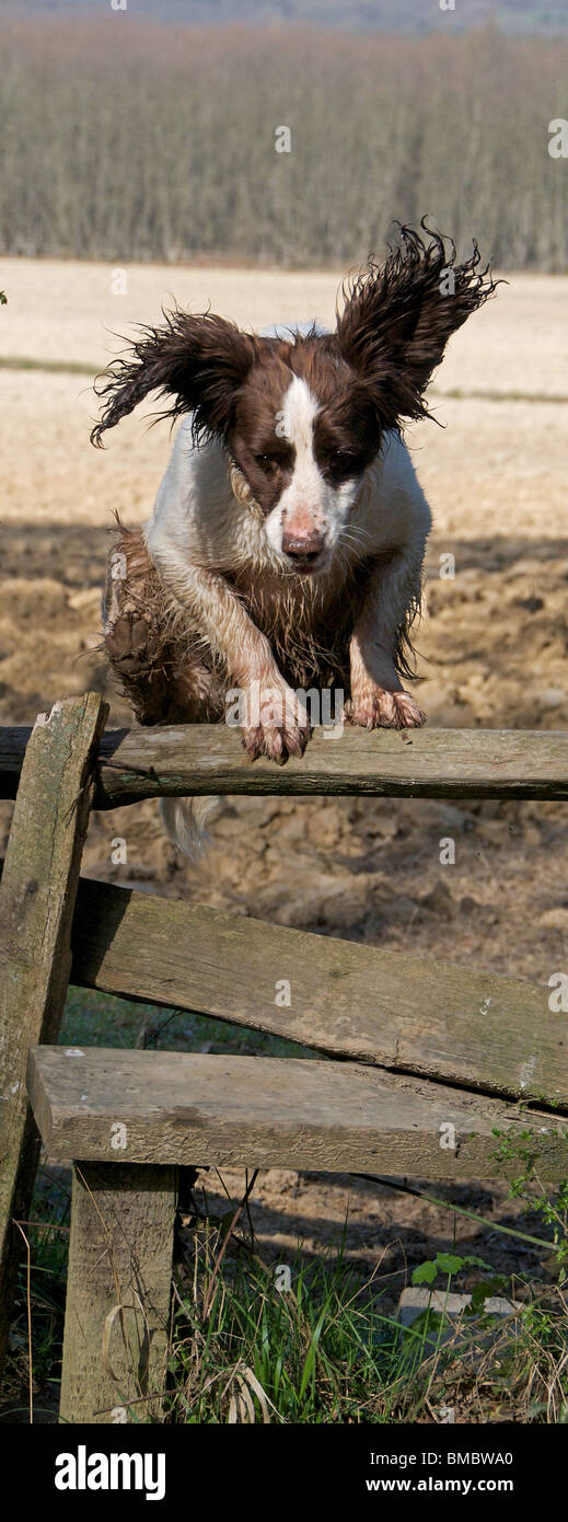 A working English Springer Spaniel dog Stock Photo - Alamy