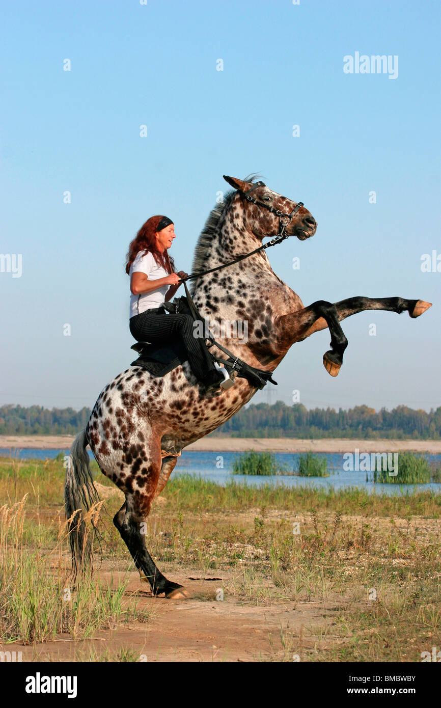 Rearing Horse With Rider Silhouette