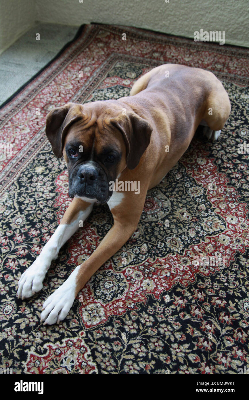 Boxer dog lying down on hi-res stock photography and images - Alamy