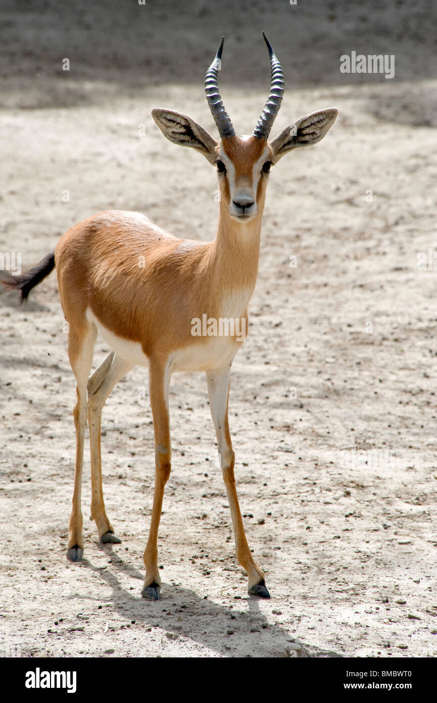 Dorcas Gazelle standing in the sunshine Stock Photo - Alamy