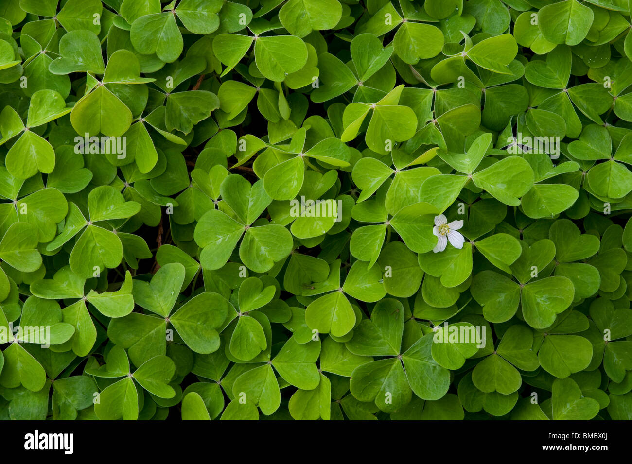Bellevue Botanical Garden with ground cover sorrel oxalis oregana ...
