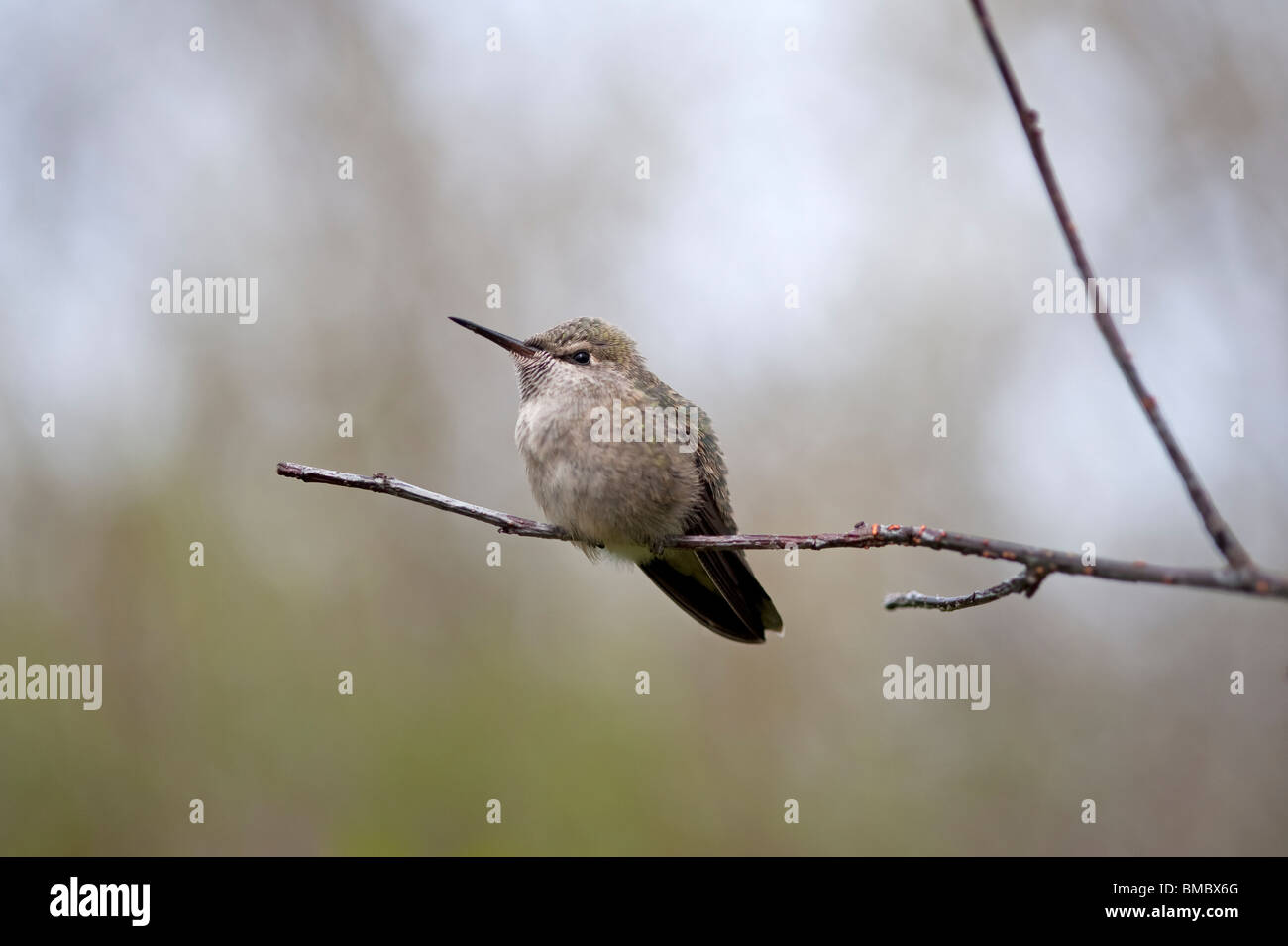Female humming bird on tree limb Bellevue Botanical Garden Washington ...